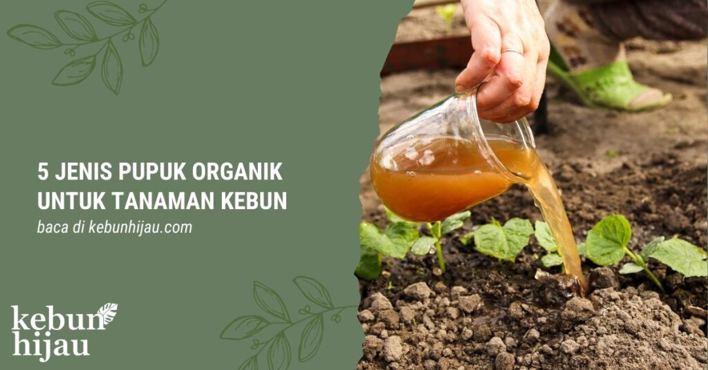 5 Jenis Pupuk Organik untuk Tanaman Kebun